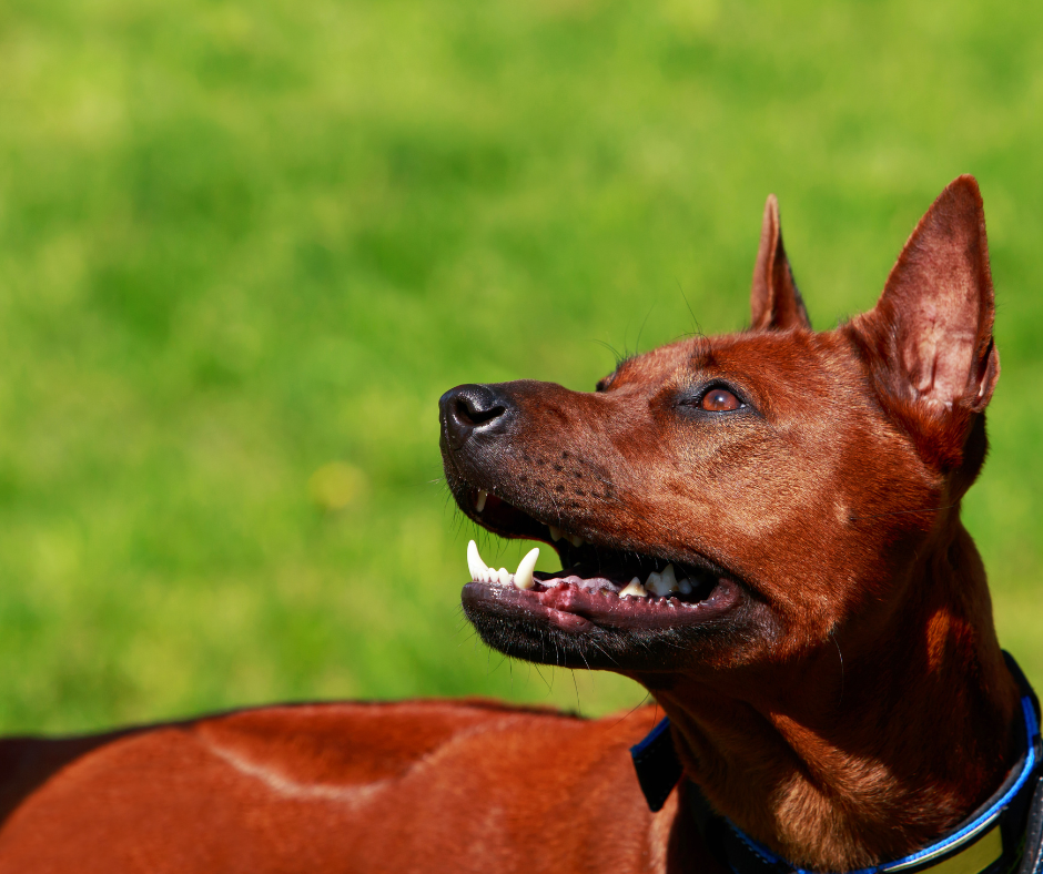 Thai Ridgeback - FurLyfe!