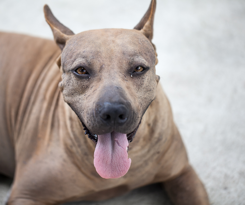 Thai Ridgeback - FurLyfe!