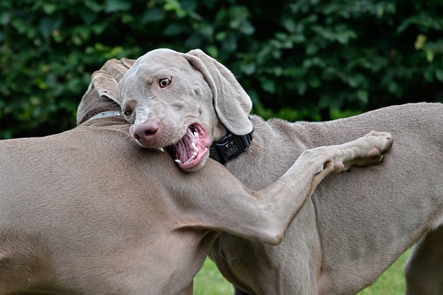 Weimaraner - FurLyfe!